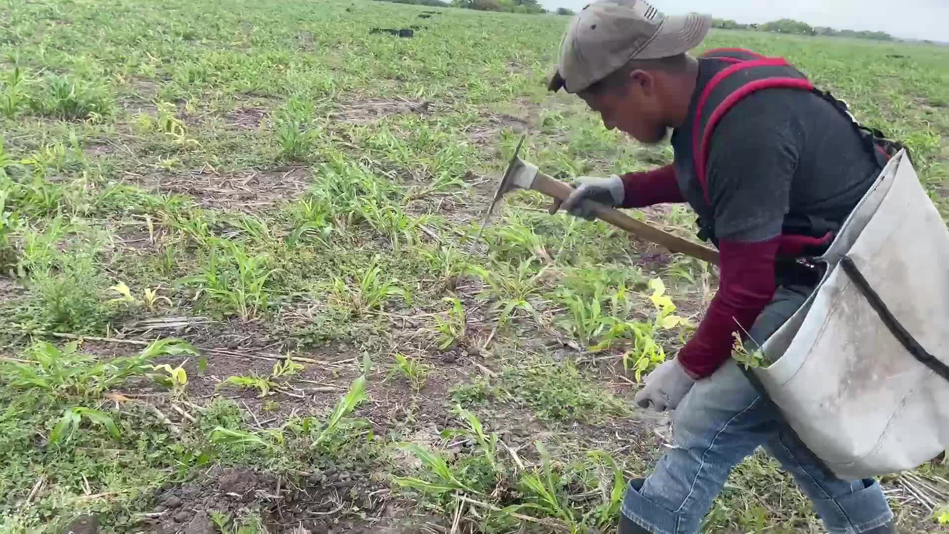 TREE PLANTING FOR HABITAT IN RGV – BorderReport